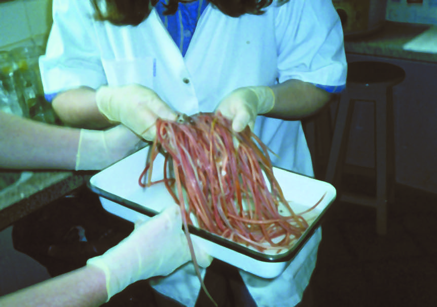 The Problem | Parasites without Borders