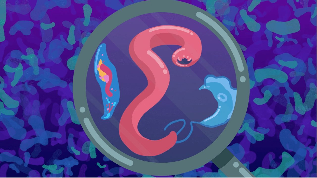 Free Resources on Infectious and Parasitic Diseases | Parasites without ...