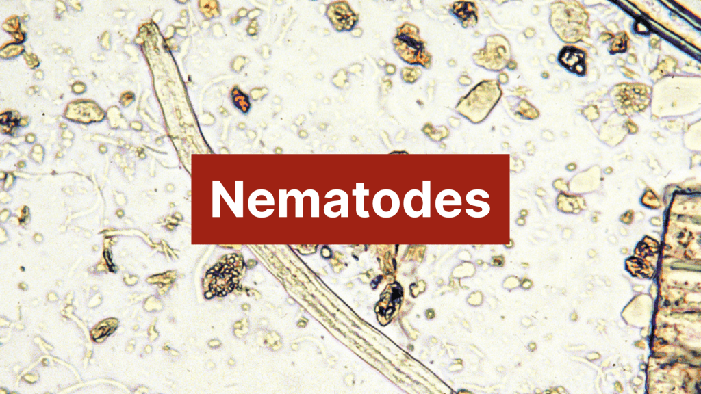 All Courses | Parasites without Borders
