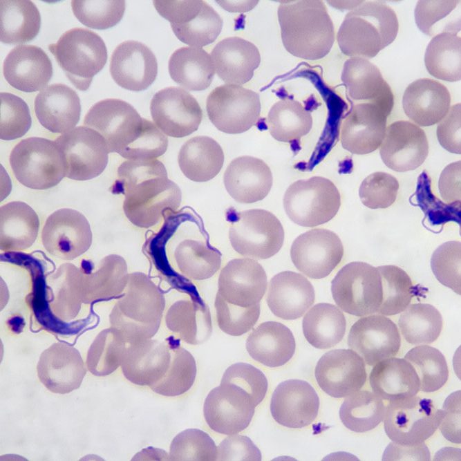 Home | Parasites without Borders